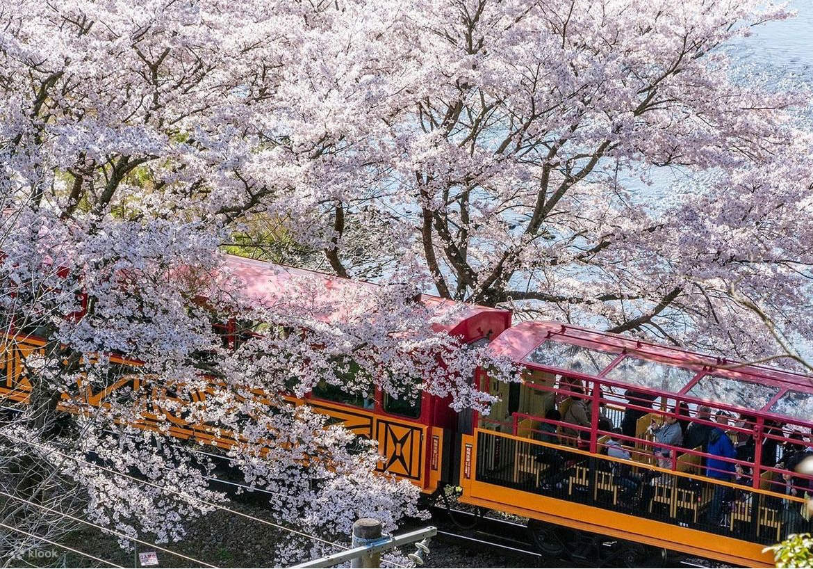 [Kyoto, Nara, Arashiyama Train Cherry Blossoms One Day Tour] Hotel pick ...